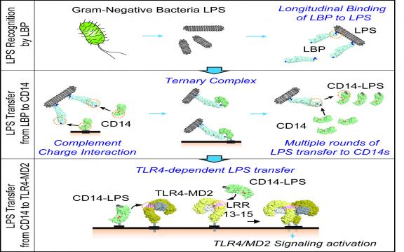 Center for Biomolecular and Cellular Structure (Protein Communication ...
