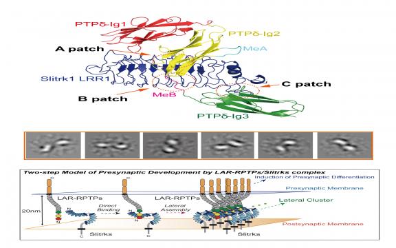 Center for Biomolecular and Cellular Structure (Protein Communication ...